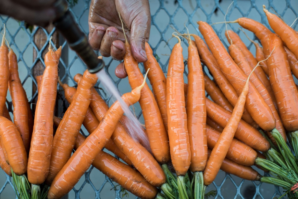 Carottes (vrac) - Les jardins DiversiBio