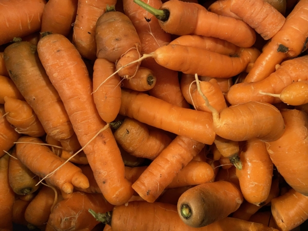 Carottes #2 (vrac) - Les jardins DiversiBio